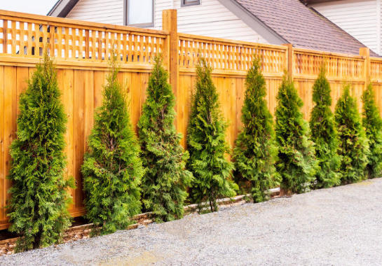 Installing Privacy Trees Instead of a Fence | Cumming, GA